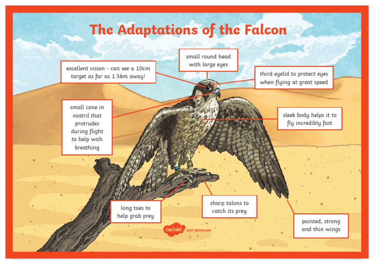 Falcon Adaptations for Hunting | PDF