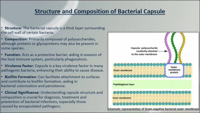 Bacterial Capsule | PDF