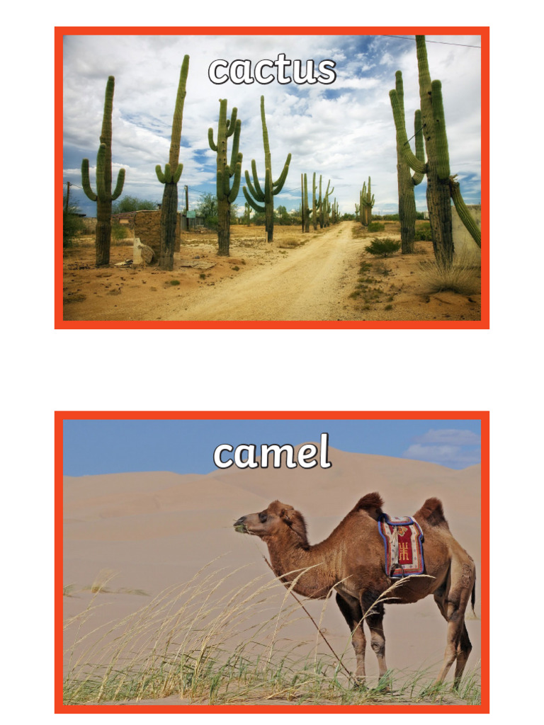 Desert Display Photos | PDF