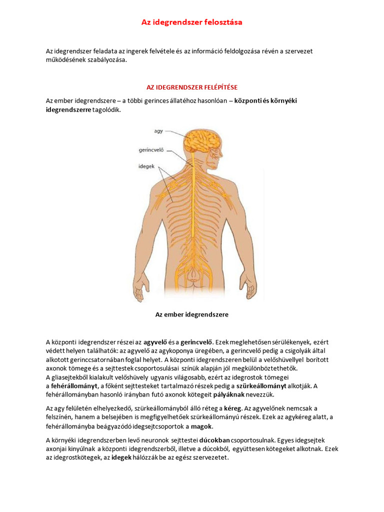 Az Idegrendszer Felosztása | PDF