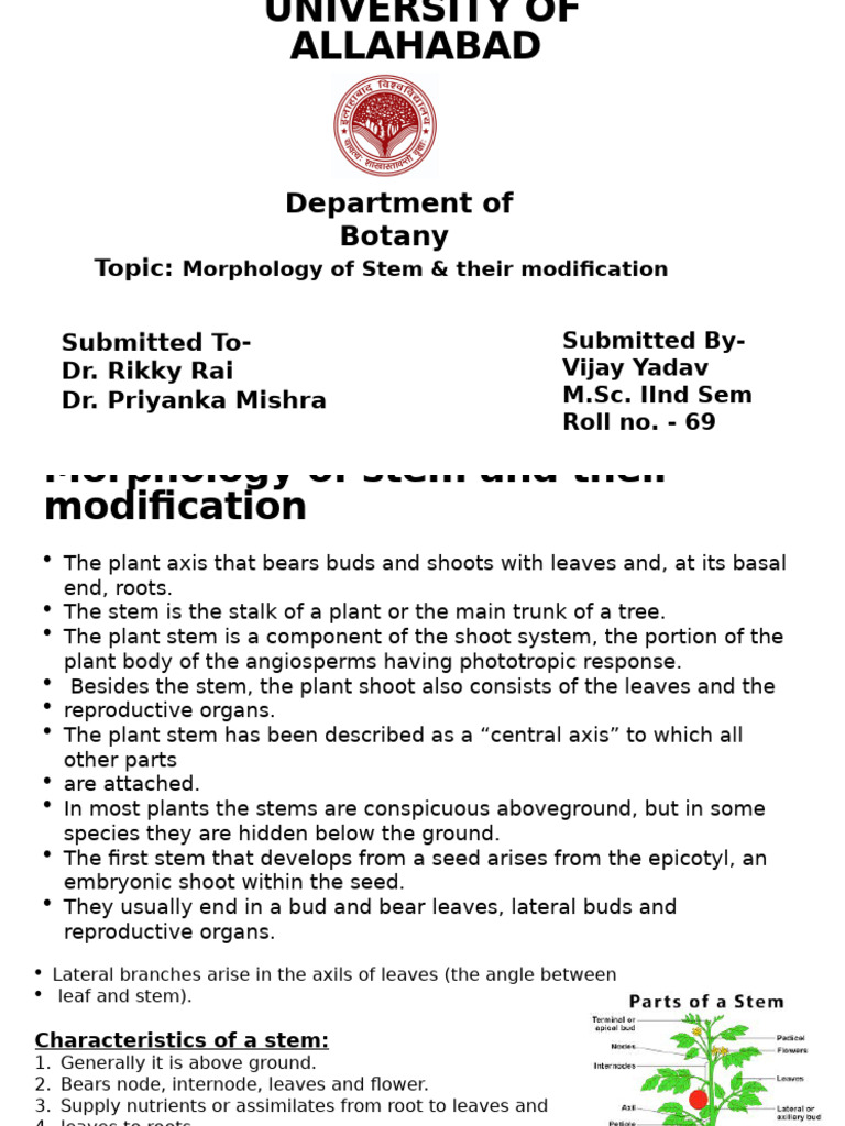 Morphology of Stem & Their Modification | PDF | Plant Stem | Leaf