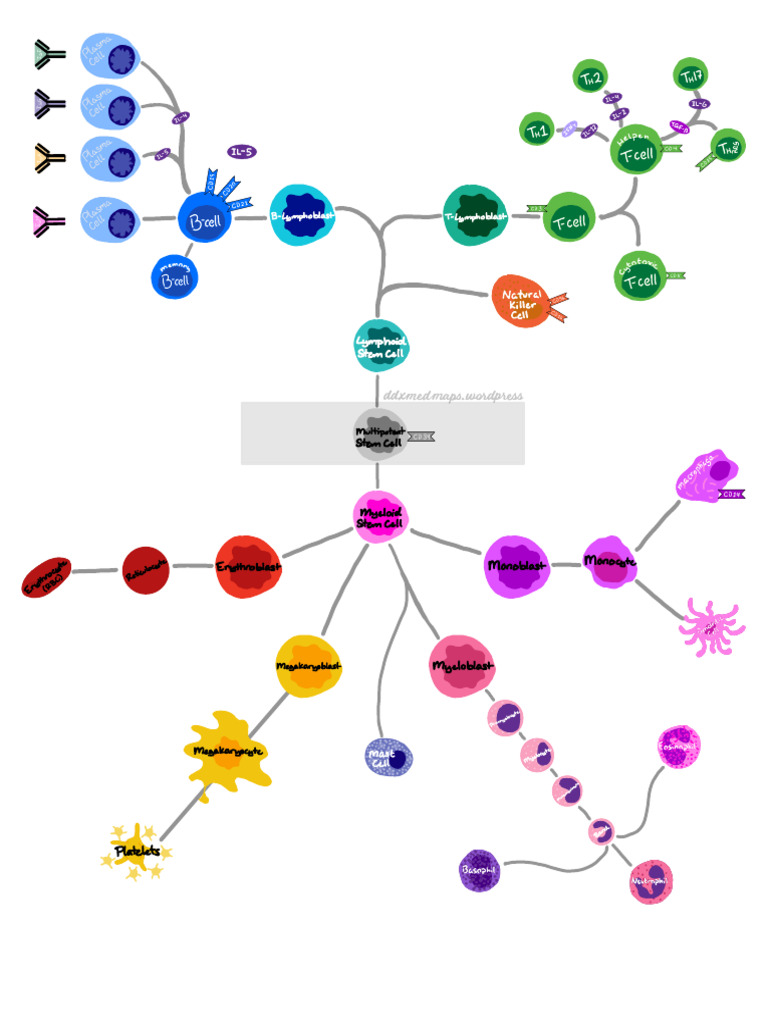 cell-surface-markers-and-cytokines | PDF | Immune System | Anatomy