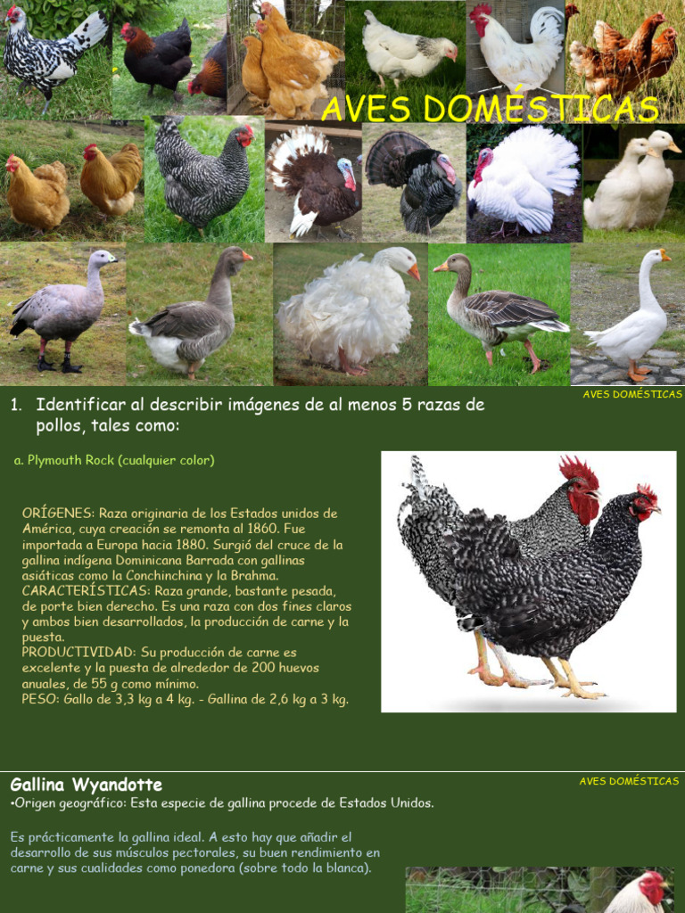 Razas de Aves Domésticas: Guía Completa | PDF | Pollo | Aves