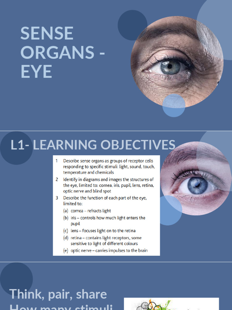 CH 12 Sense Organ - The Eye 2024-25 | PDF | Eye | Retina