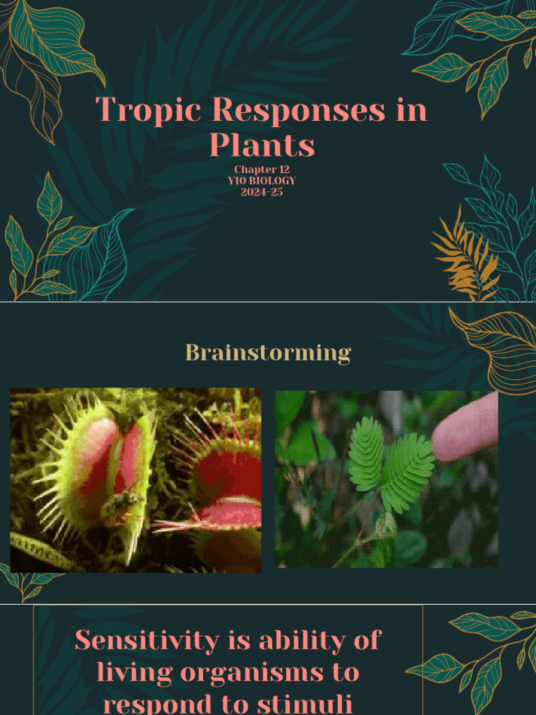 Chapter 12 Tropic Responses in Plants 2024-25 | PDF | Auxin | Plants