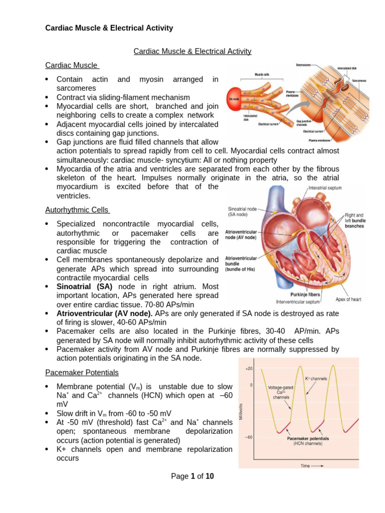 Cardiac Muscle & Electrical Activity | PDF | Electrocardiography ...