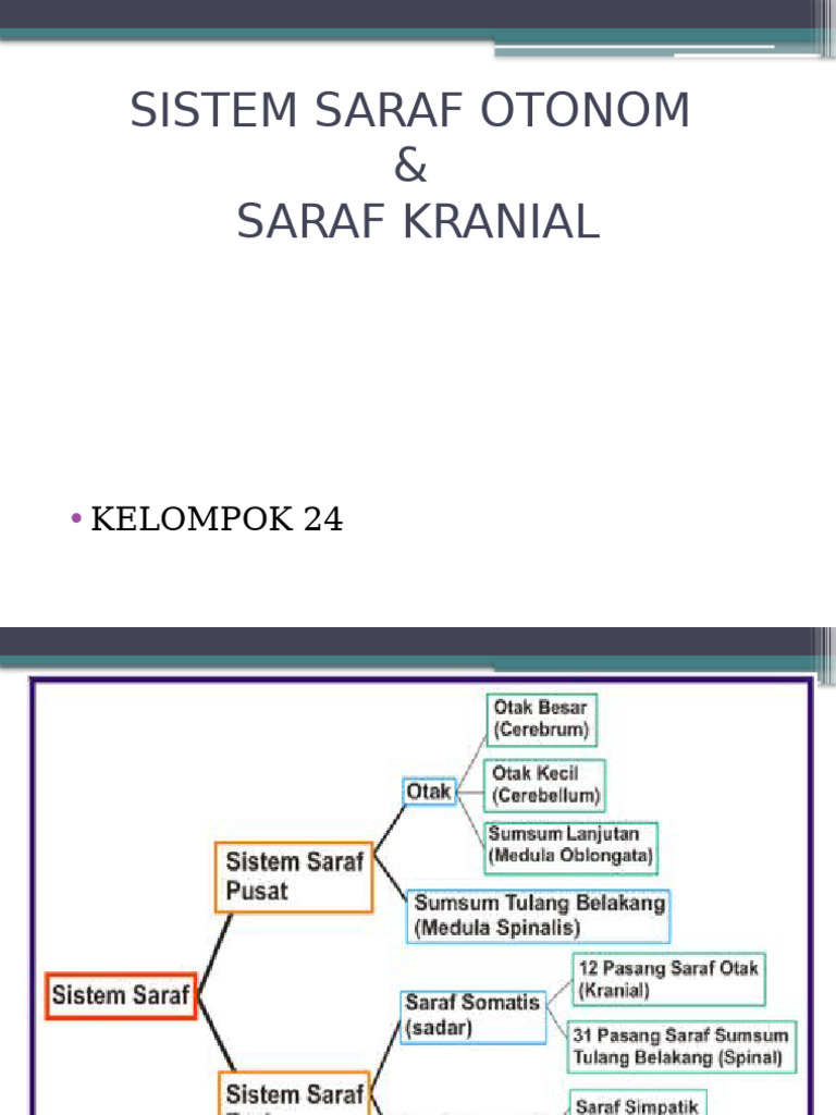 Sistem Saraf Otonom dan Kranial | PDF