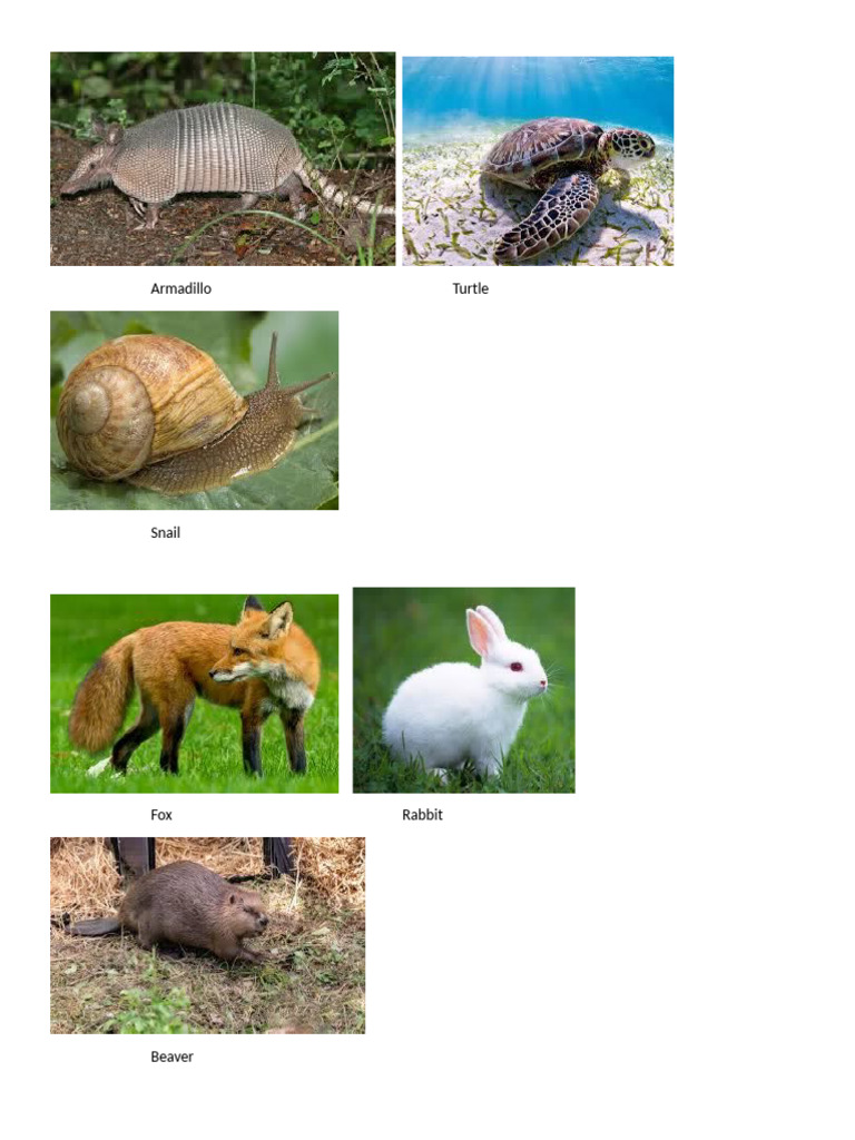 Animals Covering | PDF