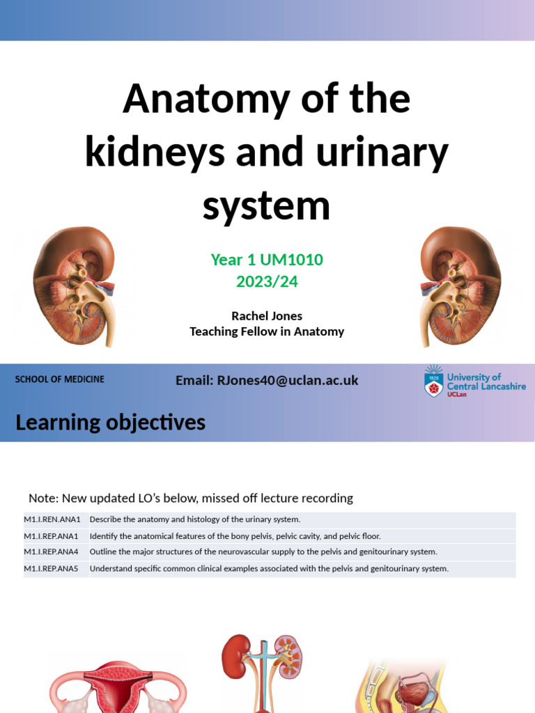 GU Anatomy Year 1 Kidneys | PDF | Pelvis | Kidney