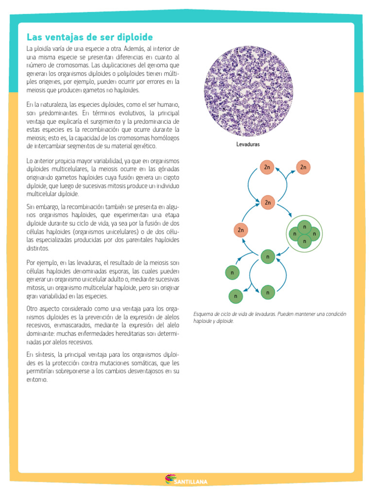 Diploidia | PDF | Mitosis | Biología