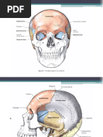 Facial and Skull Bone Positioning | PDF