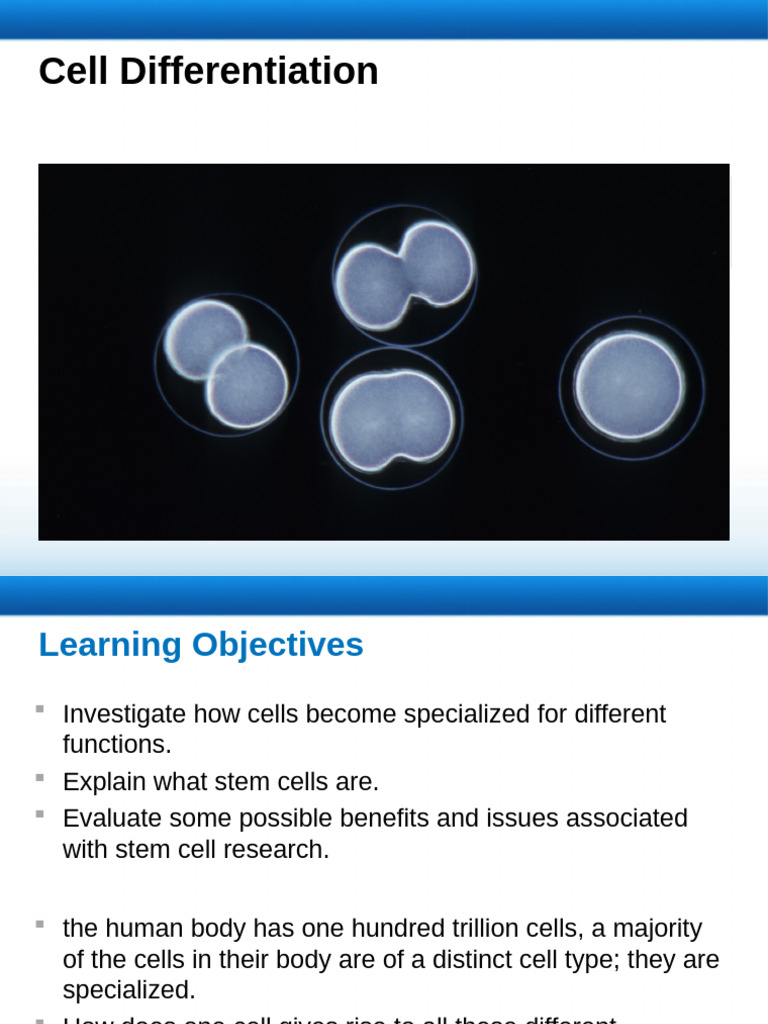 Understanding Cell Differentiation and Stem Cells | PDF | Cell Potency | Stem Cell