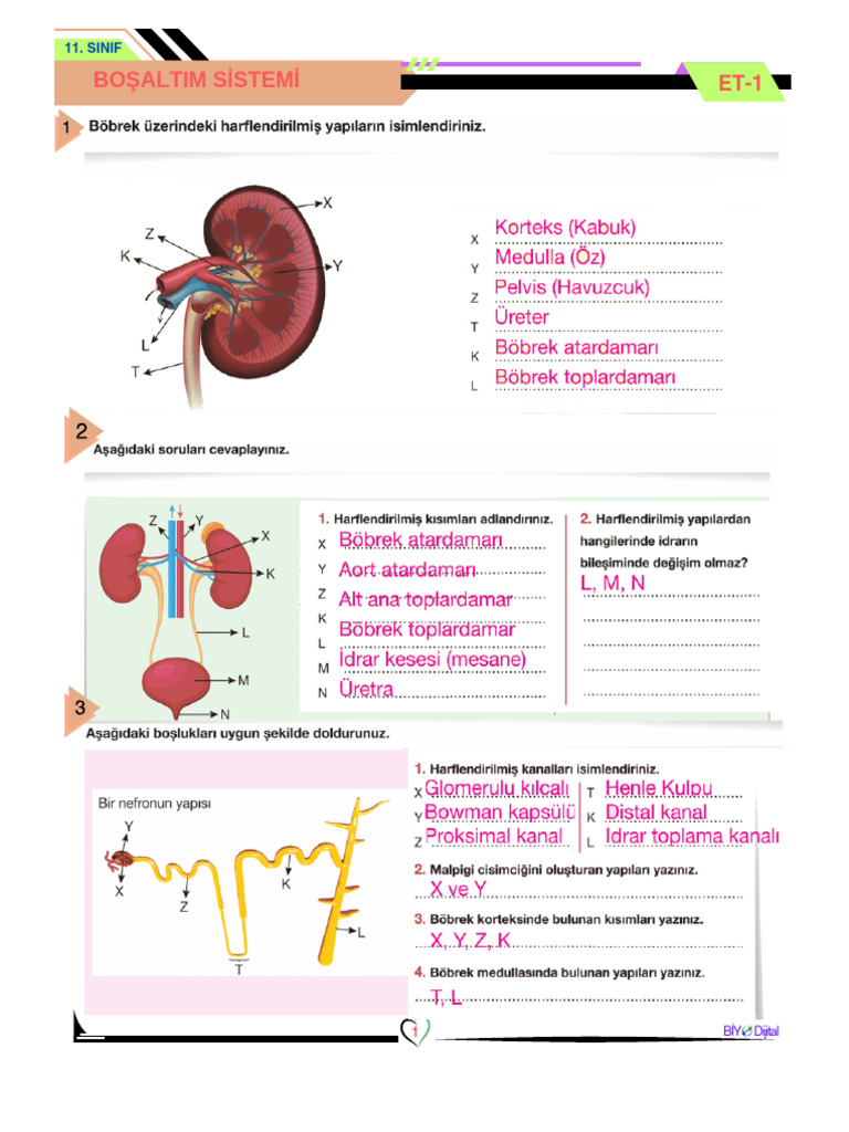 Boşaltım Sistemi ET-1 CVP | PDF
