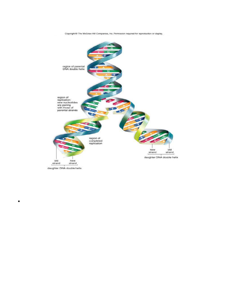 Classical experiments to understand mechanism of DNA replication,Different models of DNA ...