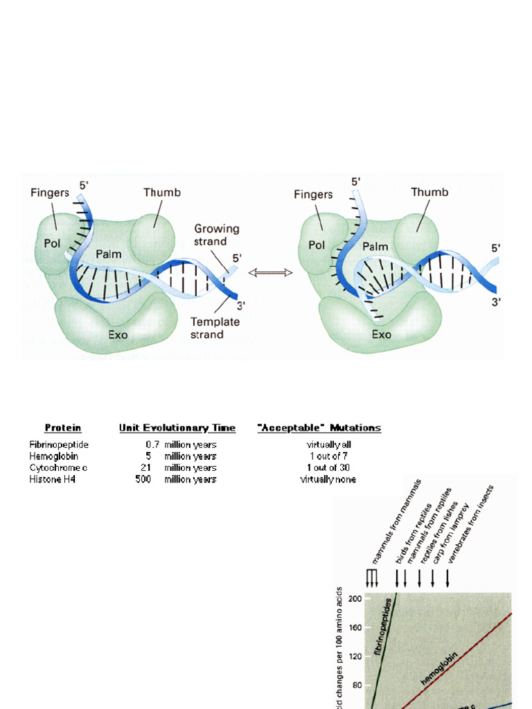 11-Endogenous Replication Errors DNA Base Mismatches and Topoisomerase ...