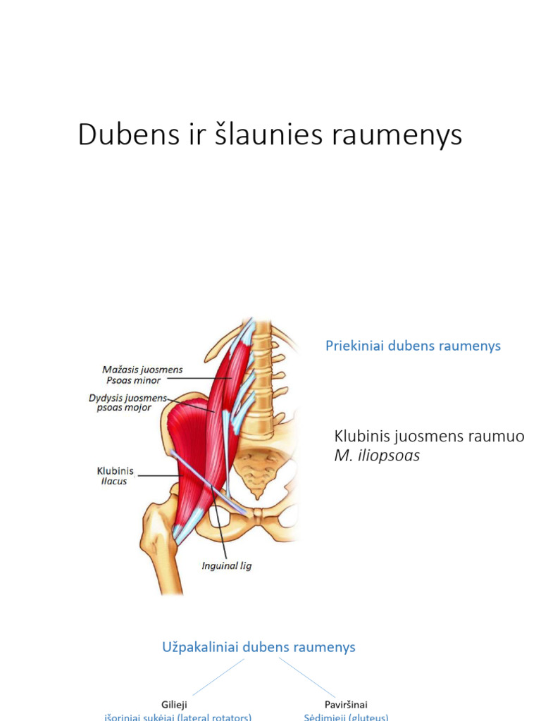 Dubens Ir Šlaunies Raumenys | PDF