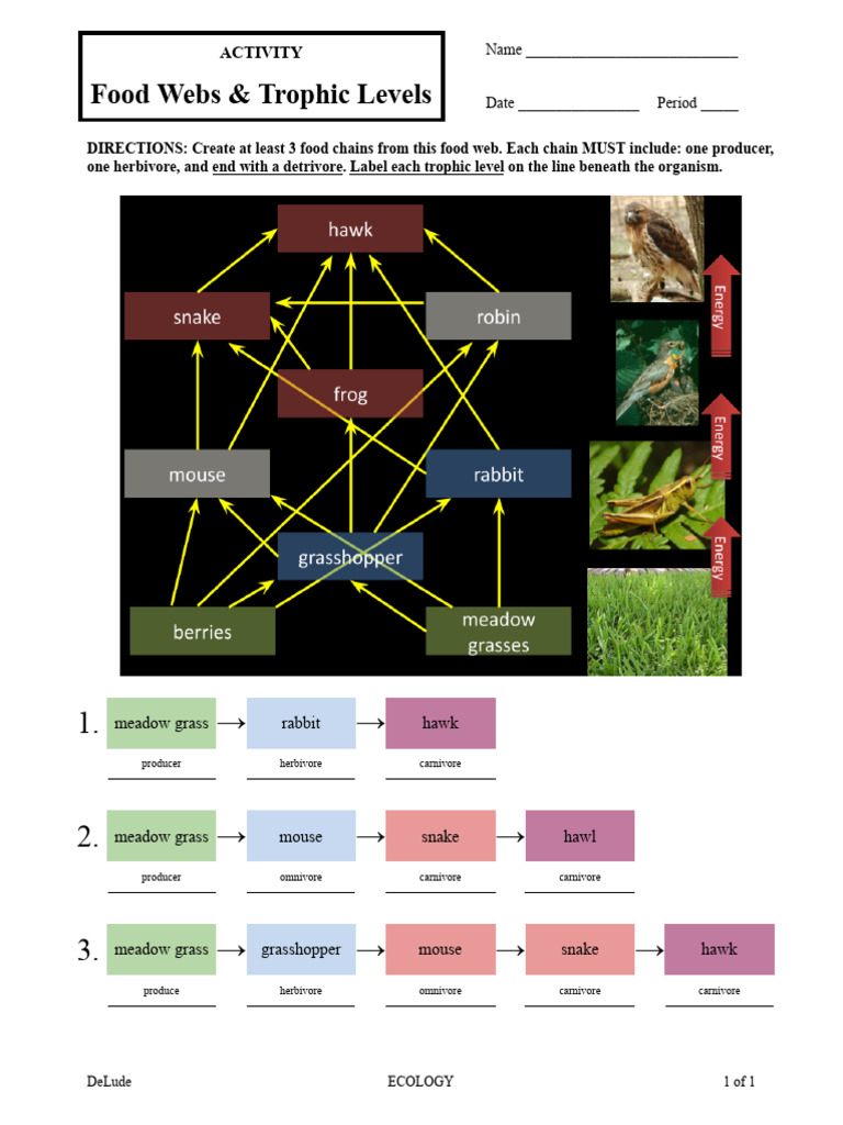 Food Chains and Trophic Levels Activity | PDF