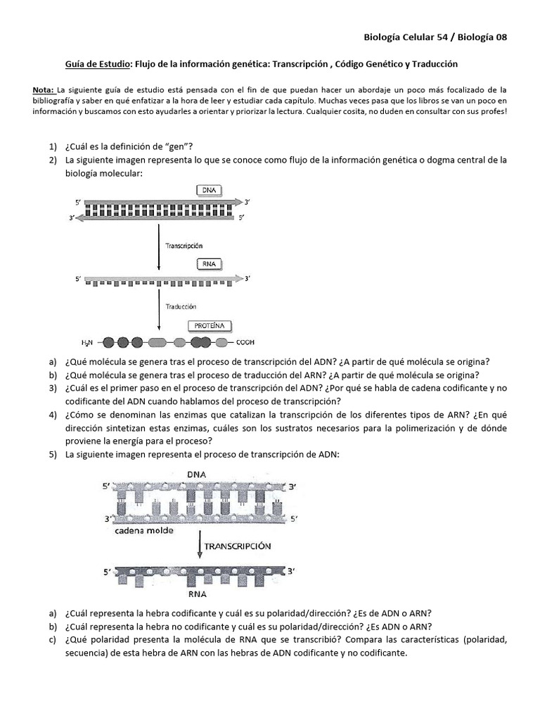 Flujo Genético: Transcripción y Traducción | PDF | Traducción (biología ...