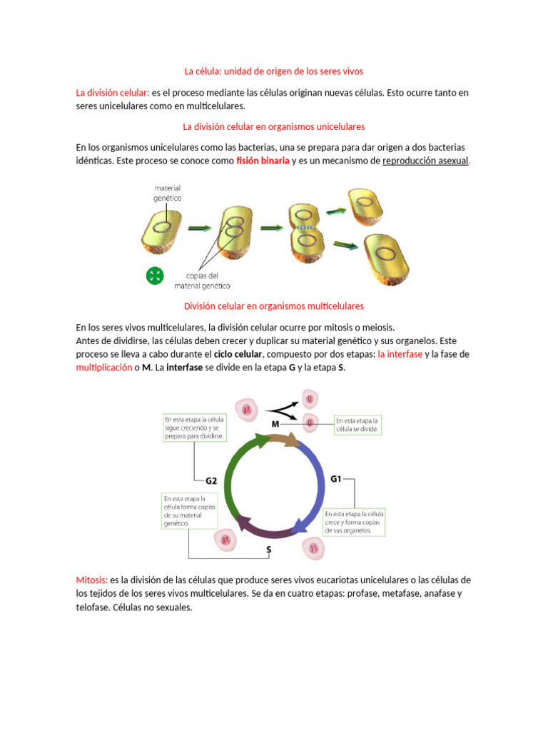 La Célula Division Celular | PDF
