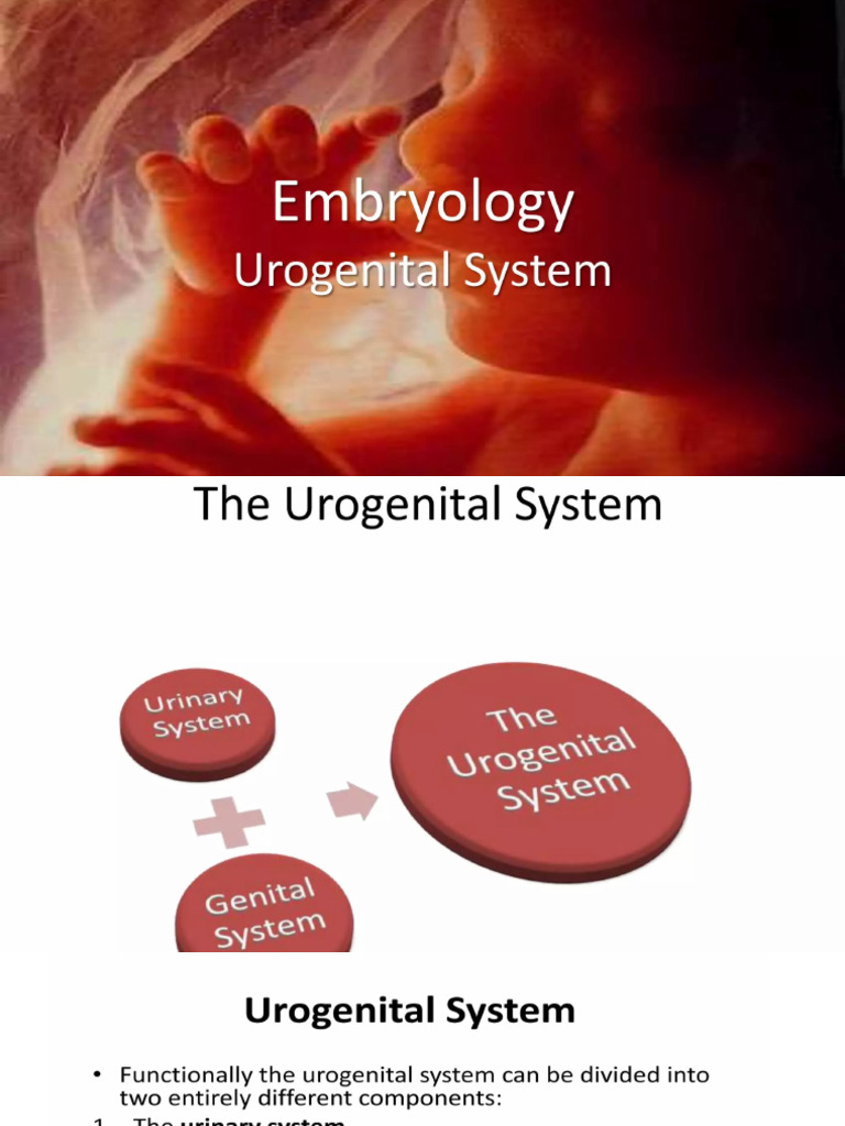 Embryology | PDF