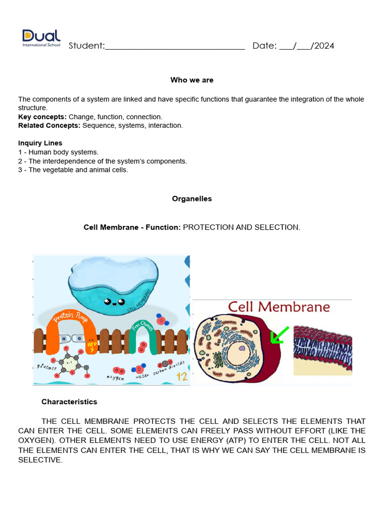 Overview of Cell Organelles and Functions | PDF | Cell (Biology ...