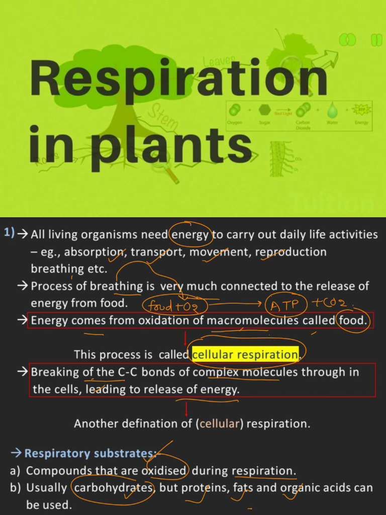 Plant Physiology Part-2 Class Notes - Compressed | PDF
