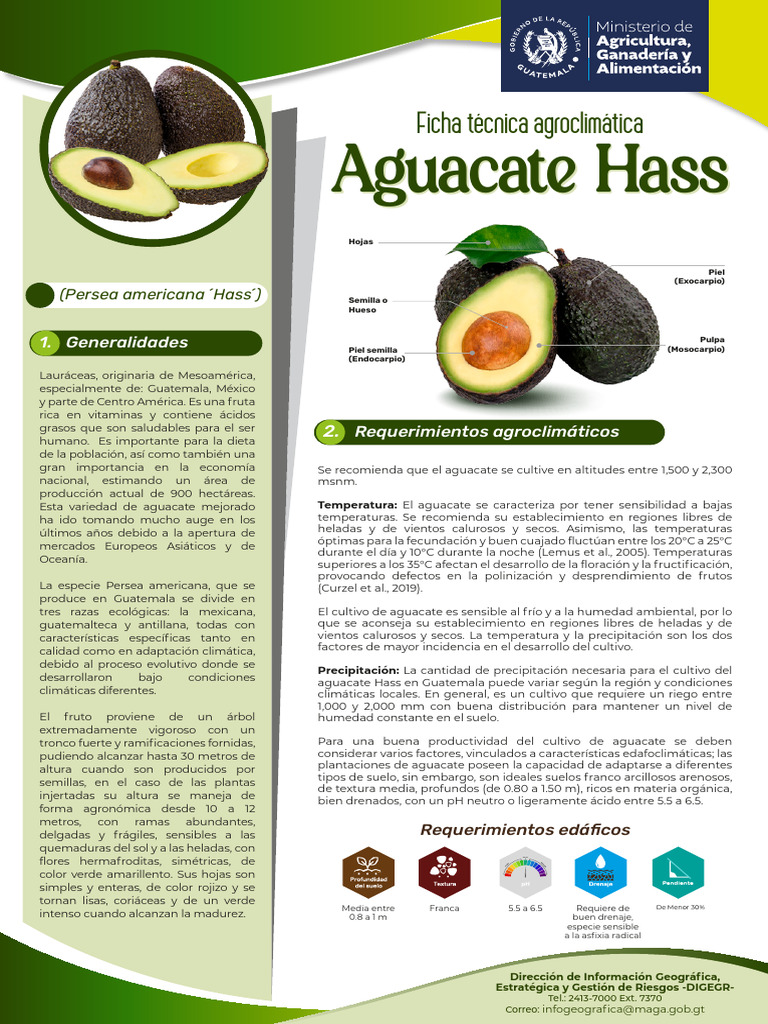 FICHA-TECNICA-AGROCLIMATICA-AGUACATE-HASS | PDF | Aguacate | Nutrición