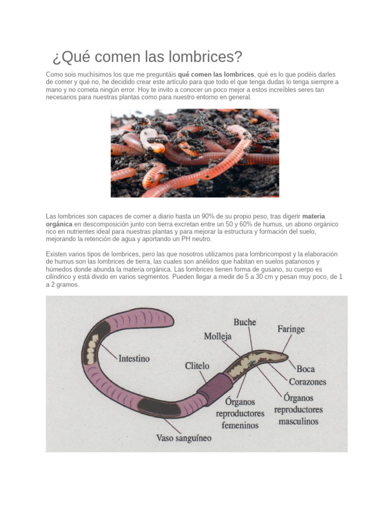 Qué Comen Las Lombrices | PDF | Digestión