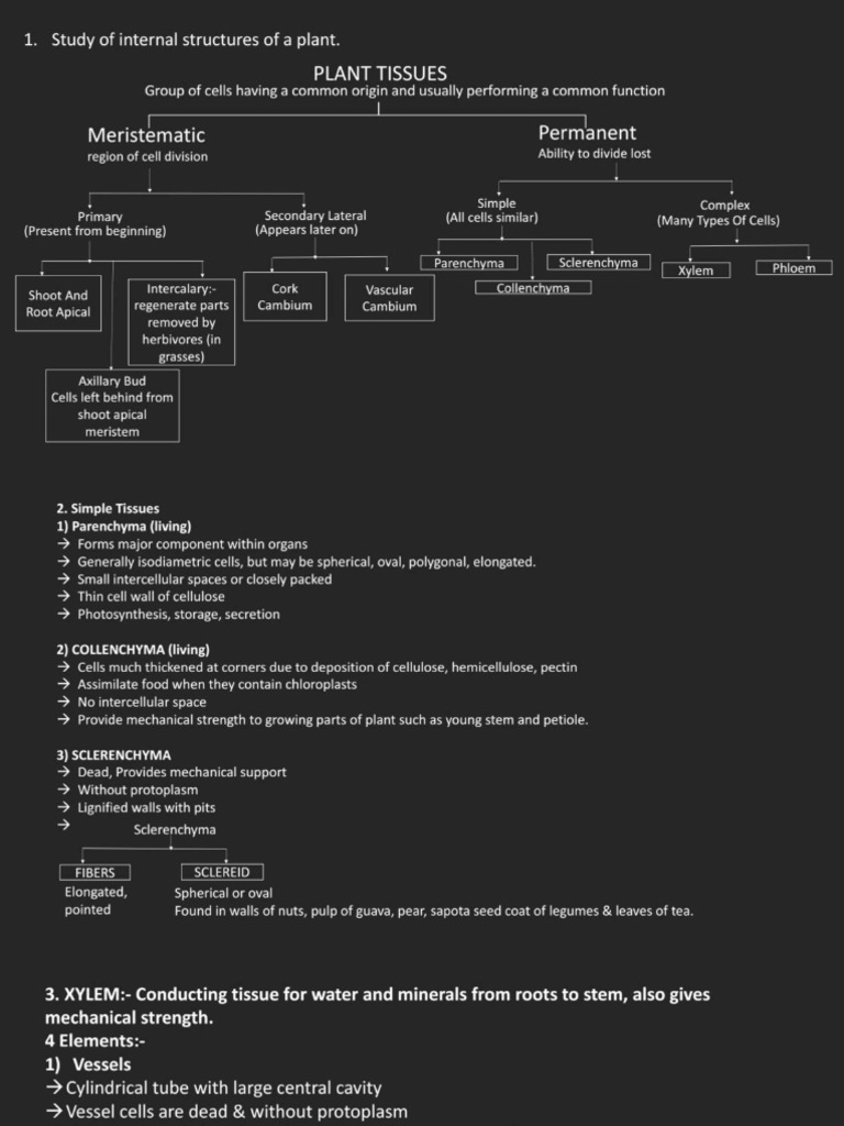 Anatomy of Flowering Plants Part-2 Class Notes - Compressed | PDF