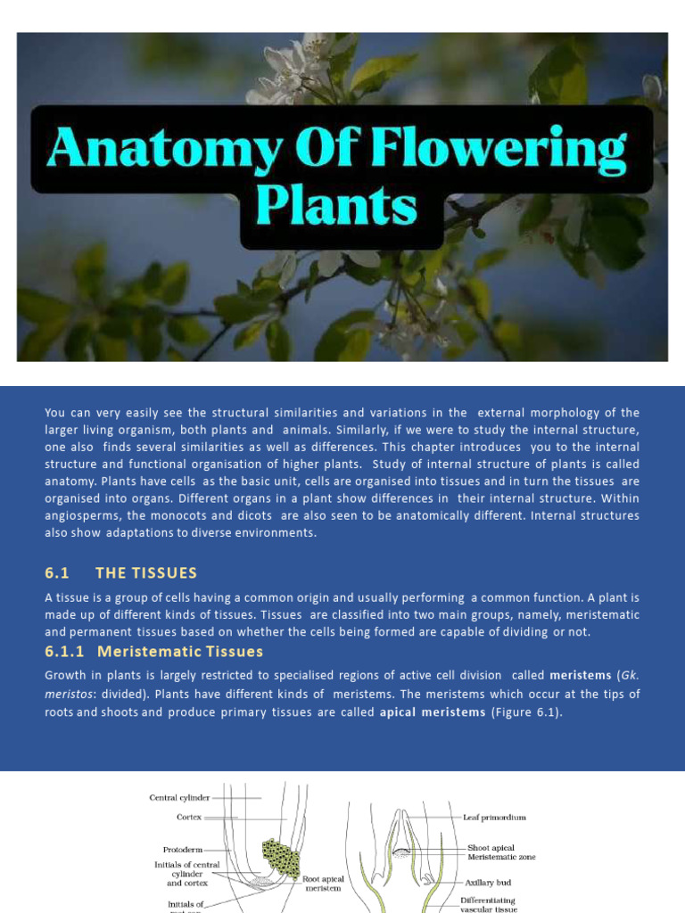 Anatomy of Flowering Plants Overview | PDF | Leaf | Tissue (Biology)