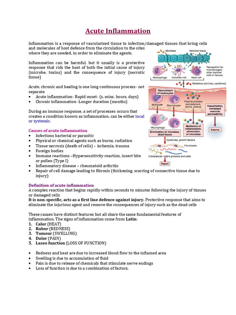 1574090282423-15 Acute Inflammation | PDF | Inflammation | Cell Adhesion