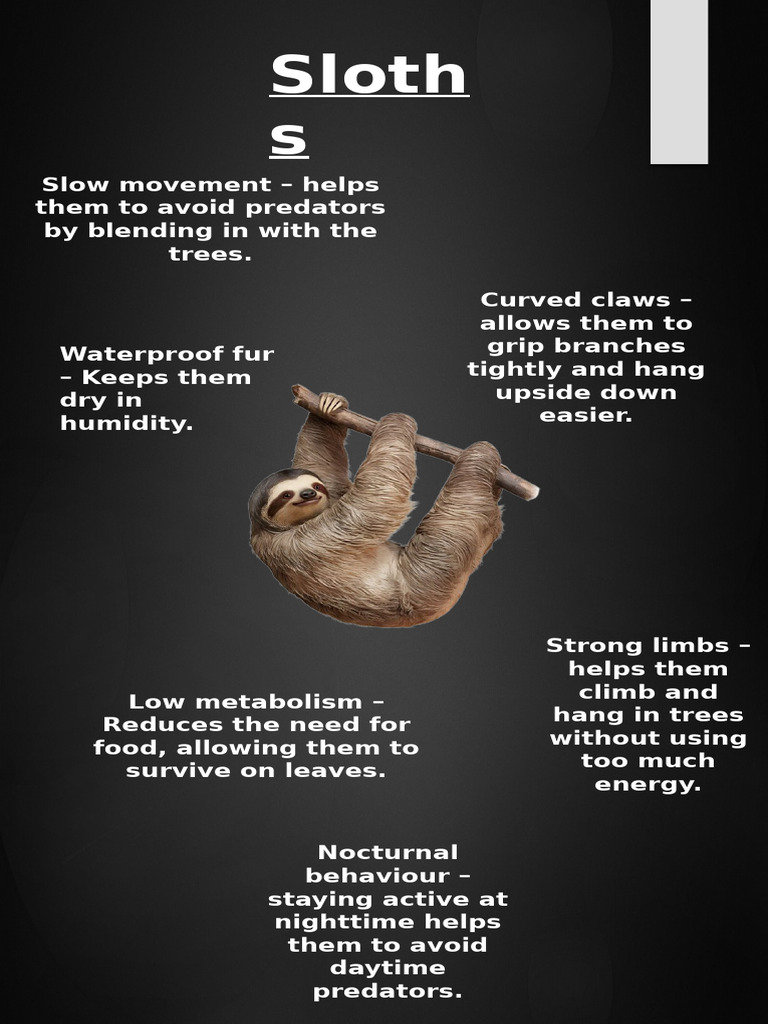 Sloths | PDF