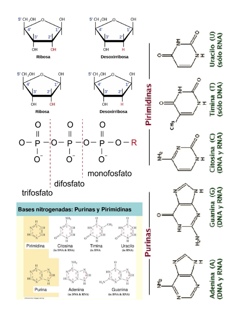 Med Term and Anat Shiland OCR | PDF