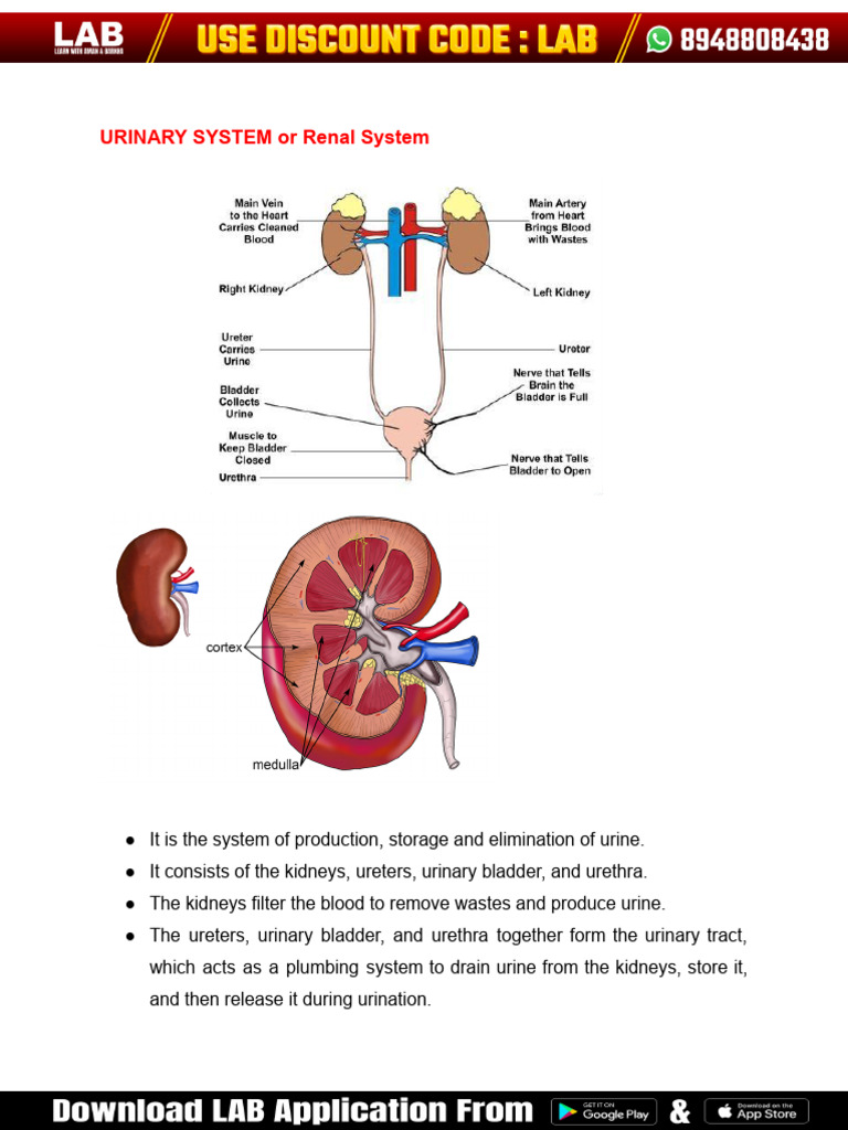 URINARY SYSTEM or Renal System | PDF | Kidney | Urinary System
