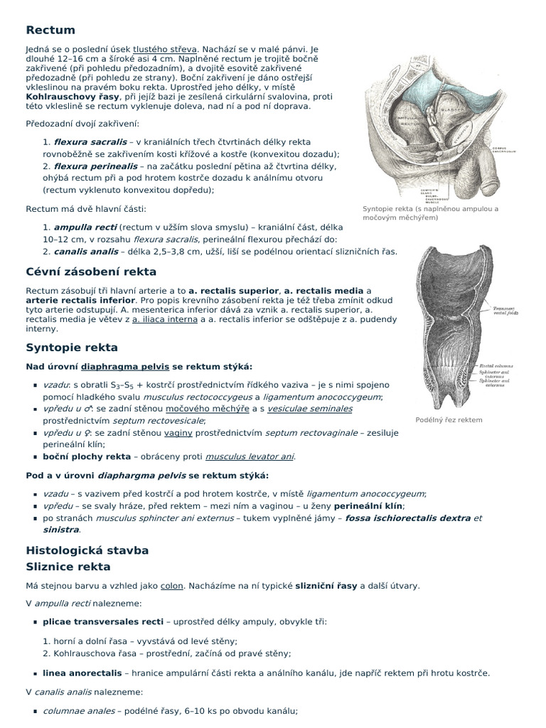 rectum | PDF