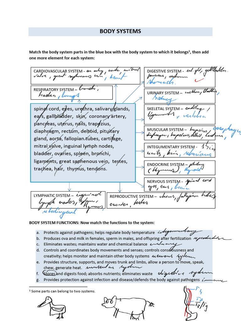 Body Systems Overview and Functions | PDF | Human Body | Heart