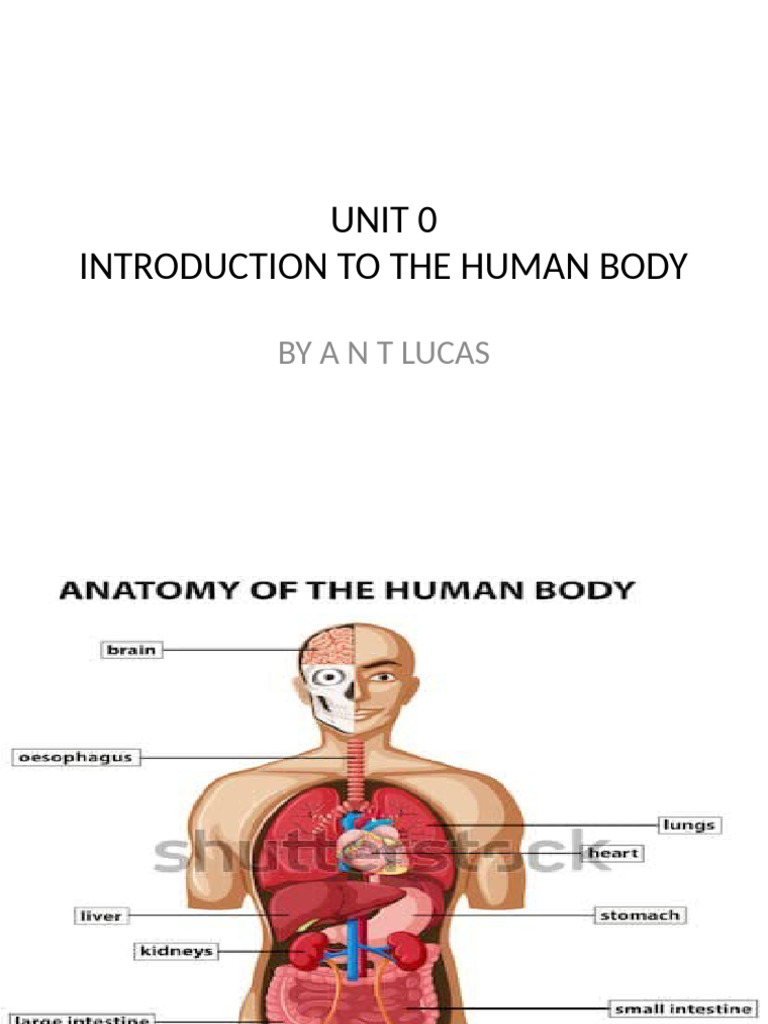 INTRODUCTION - TO - THE - HUMAN - BODY - 2020.pptx Filename - UTF-8 ...