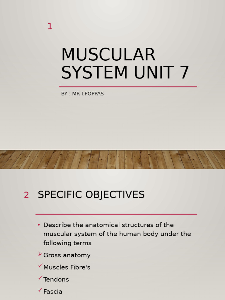Unit 7 Muscular System | PDF | Action Potential | Skeletal Muscle