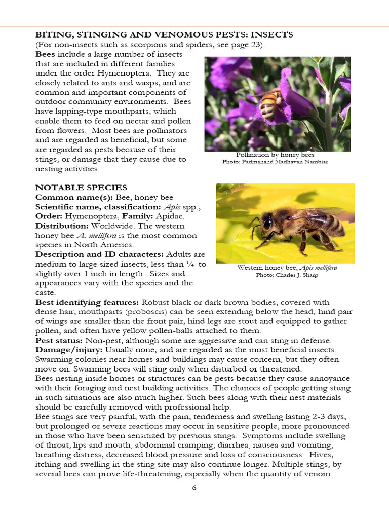 4 Biting, Stingin, Venom R | PDF | Bees | Honey Bee