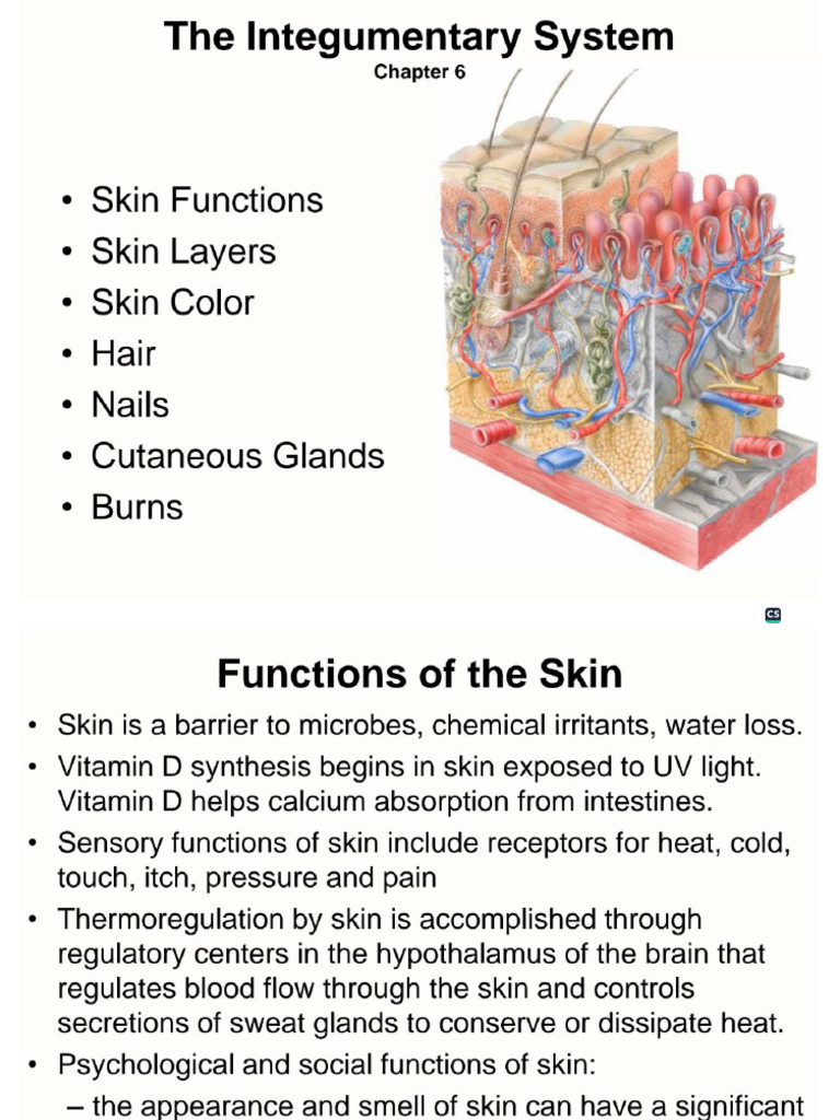 Chap6 Integument | PDF