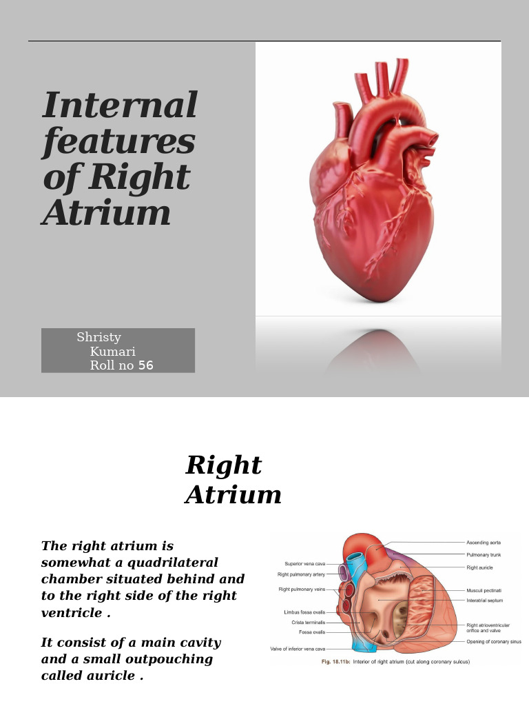 Internal Feature of Right Atrium | PDF | Atrium (Heart) | Thorax (Human Anatomy)