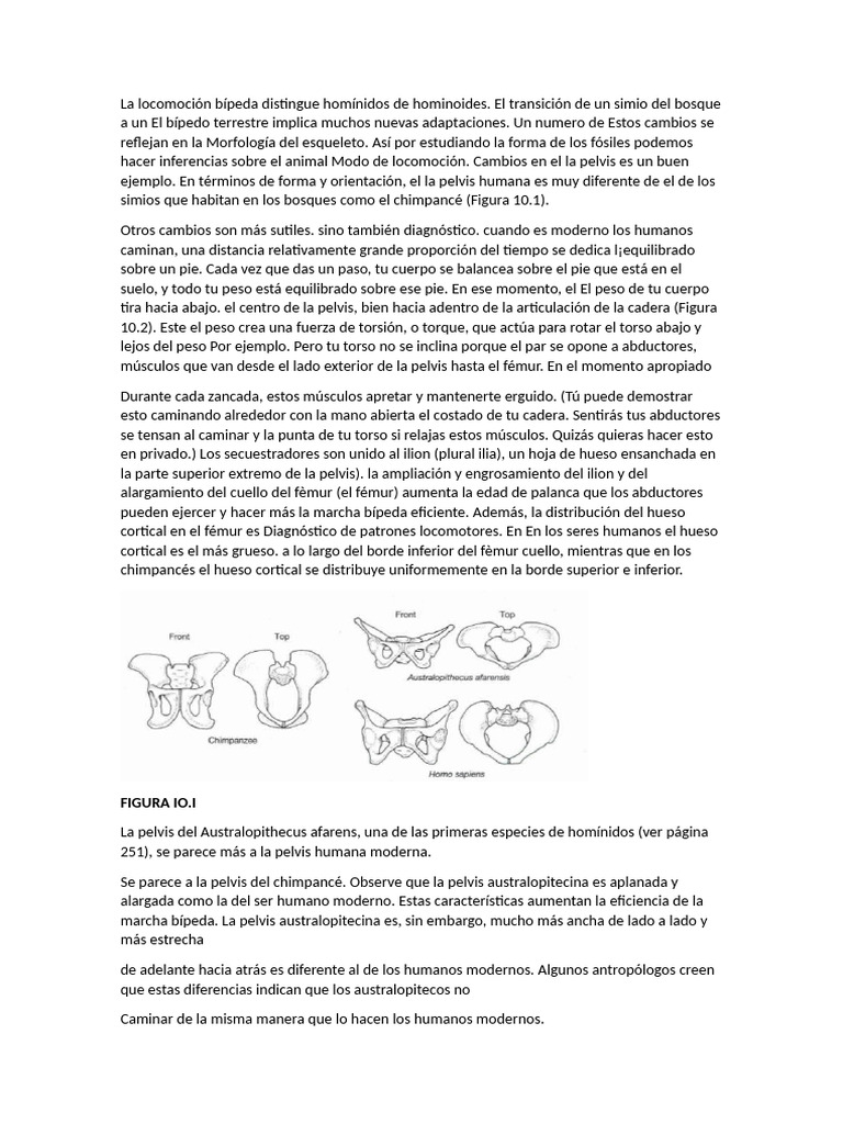 La Locomoción Bípeda Distingue Homínidos de Hominoides | PDF | Pelvis ...