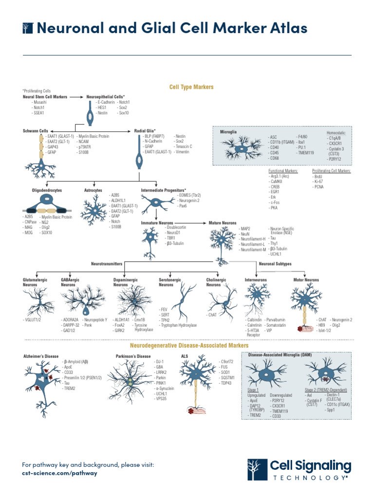 Neuronal Markers PWHO - Digital (Secured) | PDF | Monoclonal Antibody ...