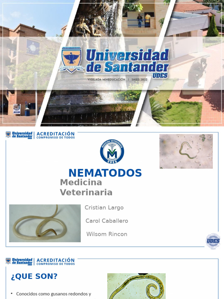 Nematodos Parasitologia 1 | PDF | Nematodo | Zoología