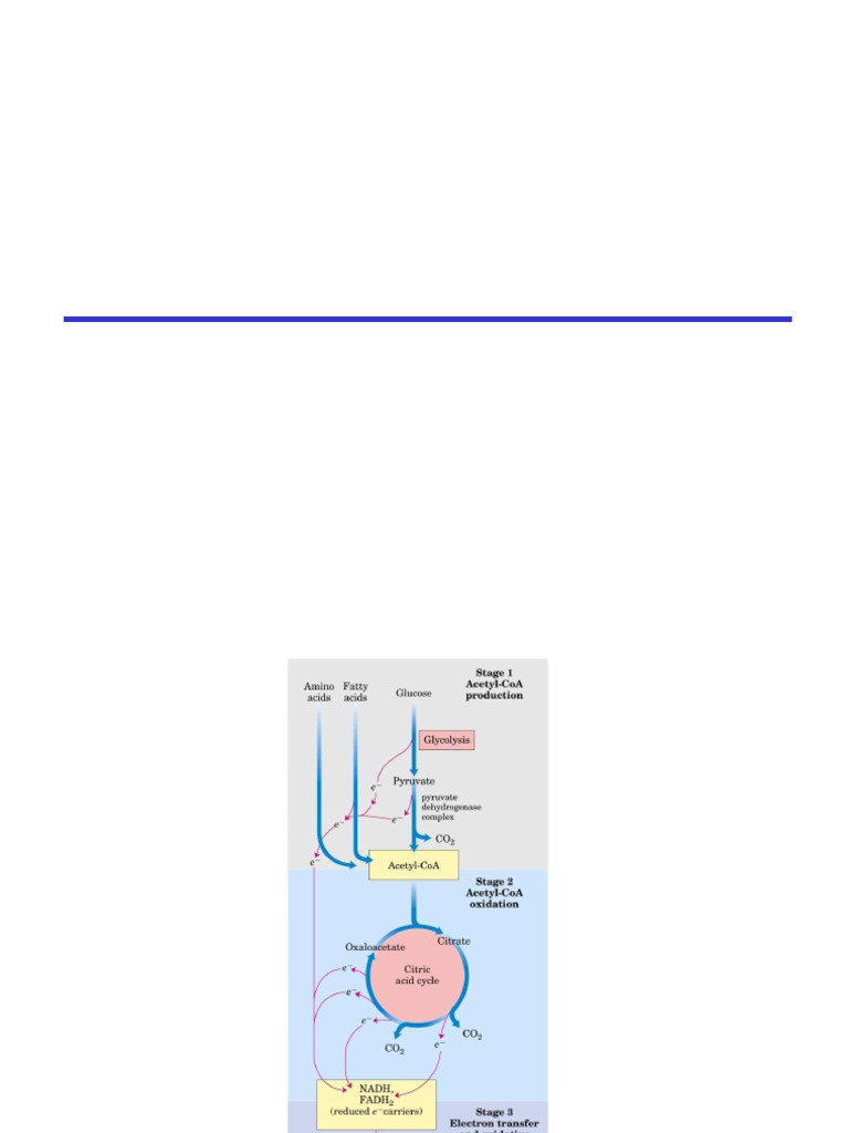 Cadena Respiratoria y Fosforilación Oxidativa | PDF | Trifosfato de adenosina | Cadena de ...