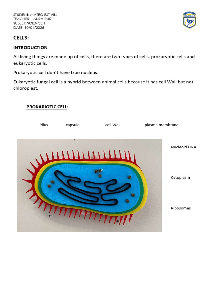 Types of Cells: Prokaryotic & Eukaryotic | PDF