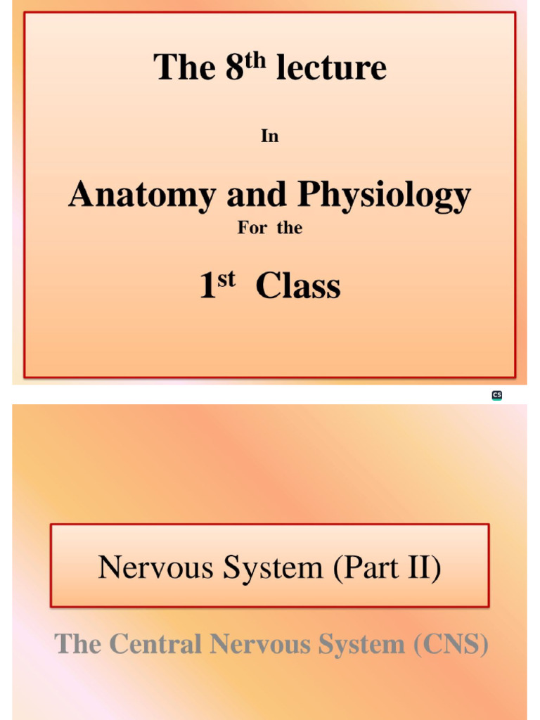 Nervous System Part 2 | PDF