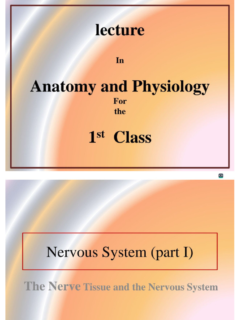 Nervous System Part 1 | PDF