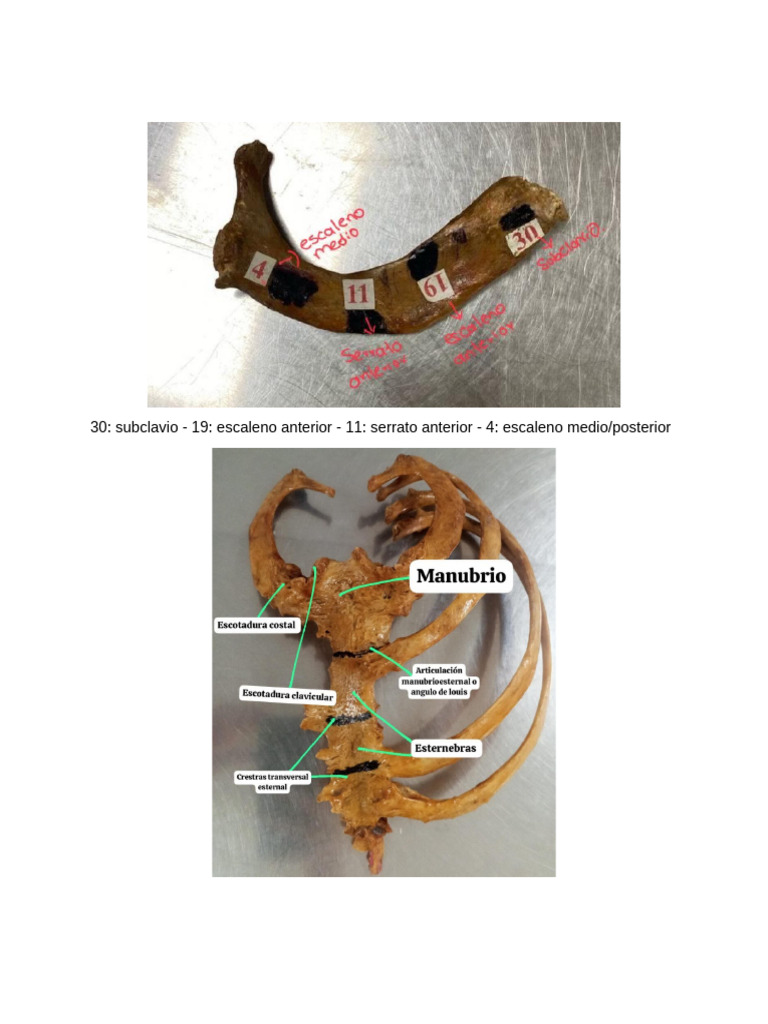 ANATOMÍA 2do Corte | PDF