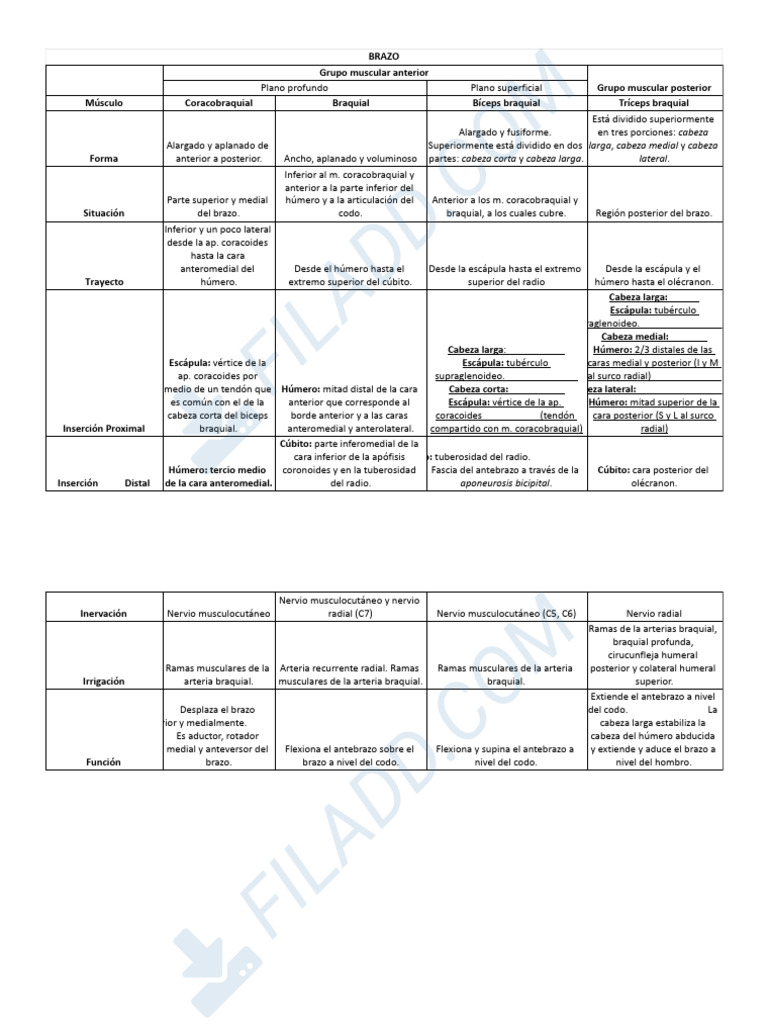 BRAZO - Hoja 1 1 | PDF | Codo | Sistema musculoesquelético